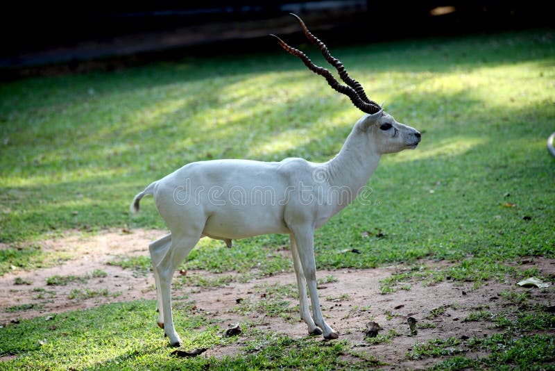 White color antelope stock photo. Image of metazoa, animal - 21365302