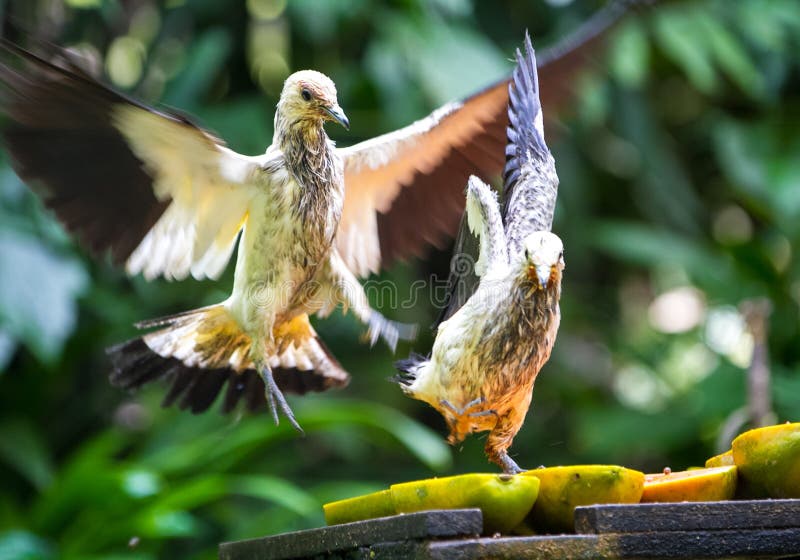 White color birds stock image. Image of white, bird, animals - 56758695