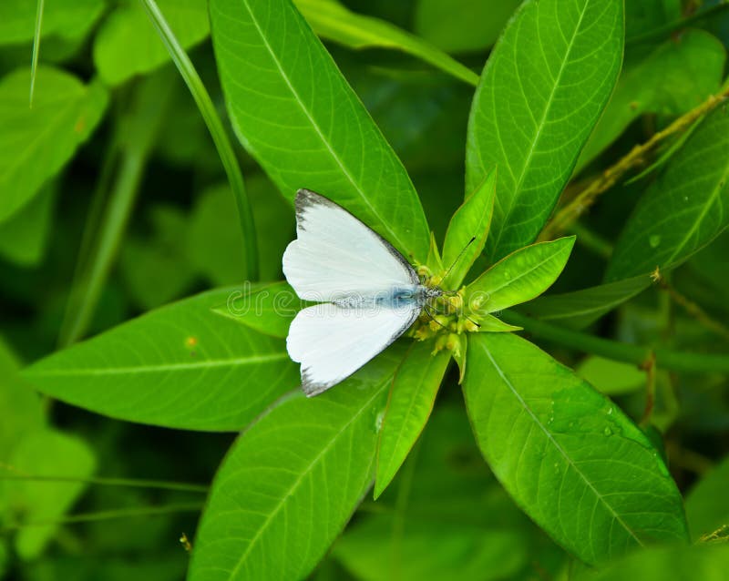 White Color Butterfly stock photo. Image of close, daylight - 56987910
