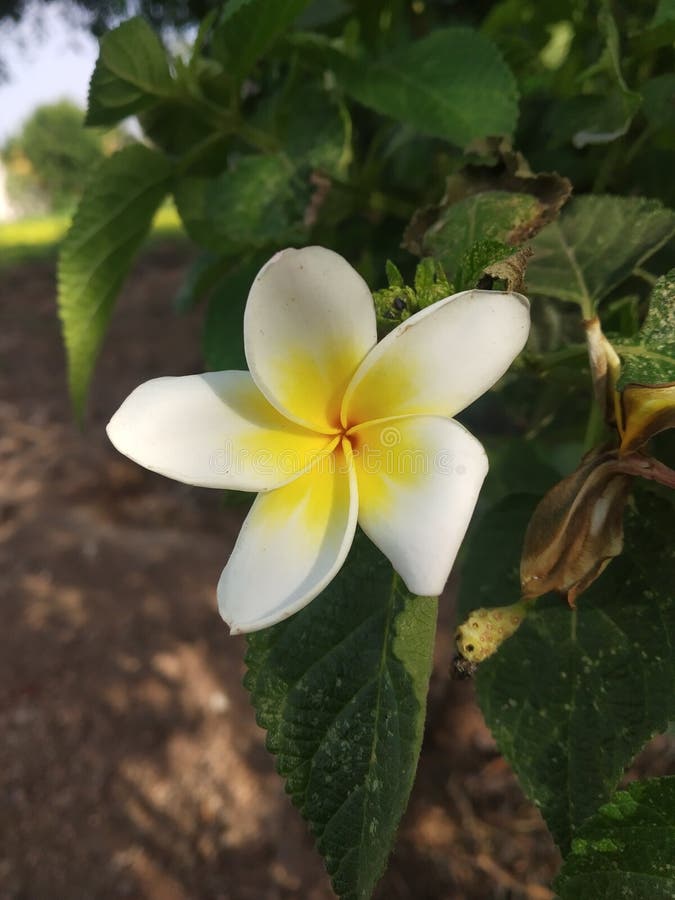 White Color Chafa Flower stock photo. Image of wildflower - 183753556