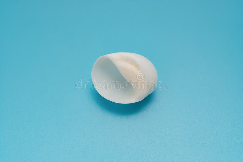 White Color Conch Shell on Blue Background Stock Photo - Image of ...