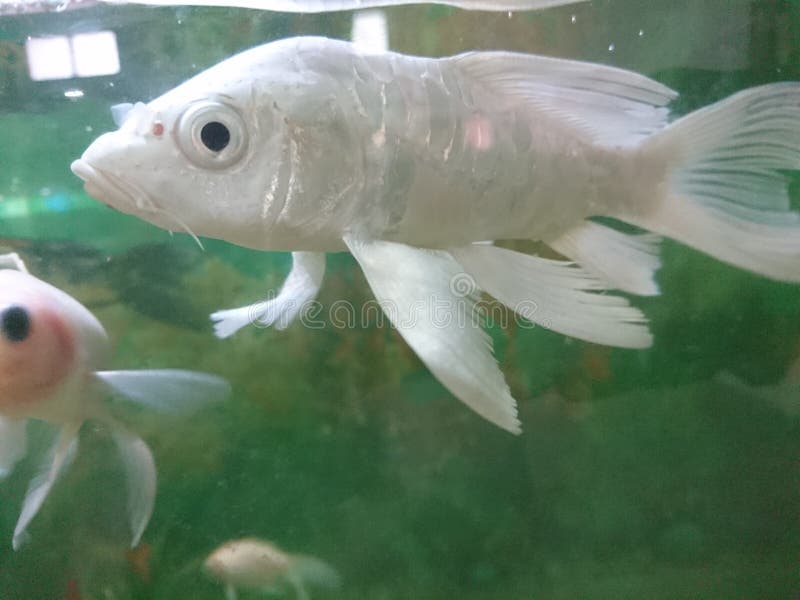 WHITE COLOR FISH stock image. Image of white, beautiful - 153939399