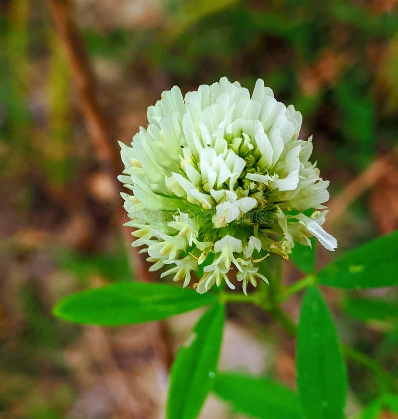 White Color Flower with Green Blurry Leaf Stock Image - Image of white ...
