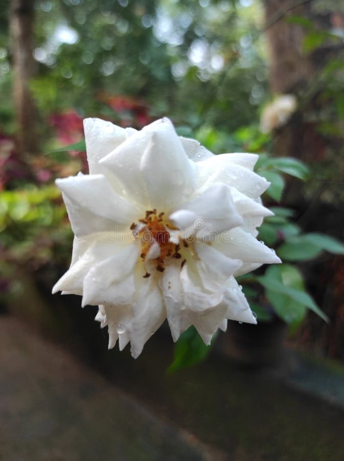 White Color Flower Hd Image Stock Image - Image of white, produce ...