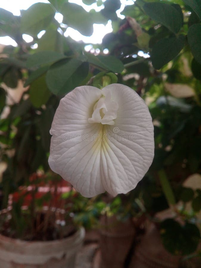 White color Flower stock photo. Image of mobile, shrub - 187911778