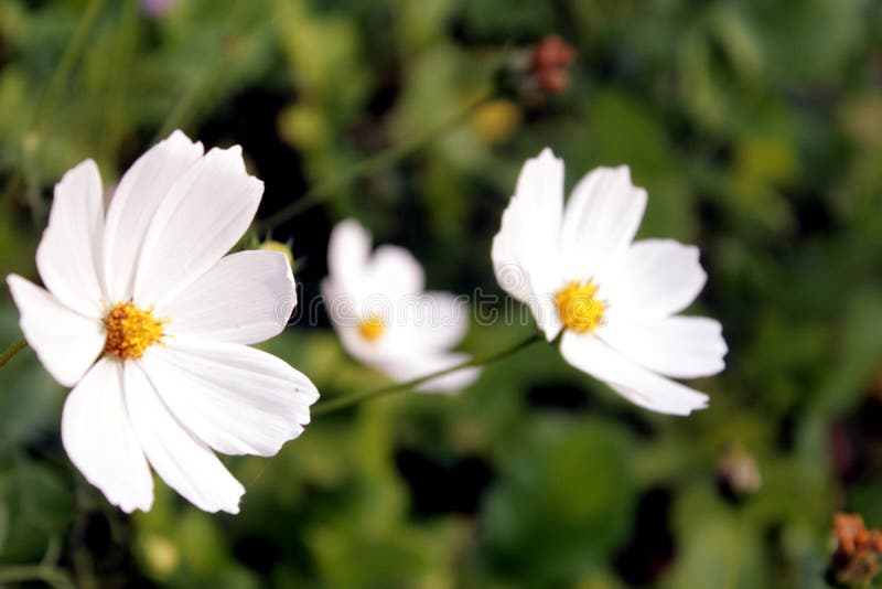 These are White Color Flower& X27;s Stock Photo Image. Stock Image ...
