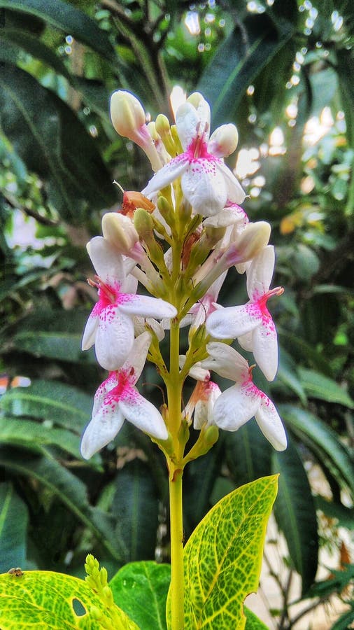 The White Color of the Flower is Very Bright Stock Photo - Image of ...