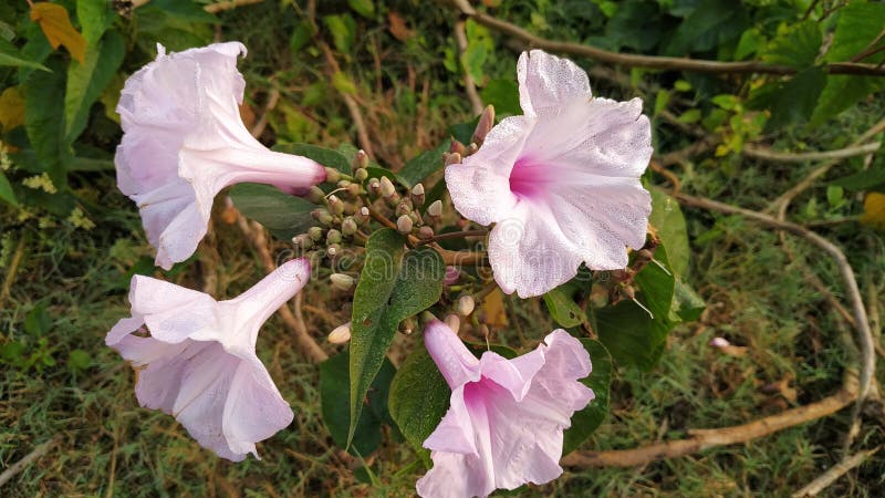 Four Flower with Different Side Looking Themselves Stock Image - Image ...