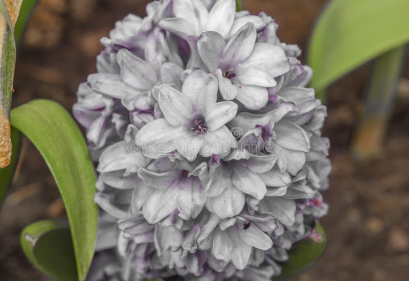 White Color Hyacinth Flower in Color Fresh Day Stock Image - Image of ...