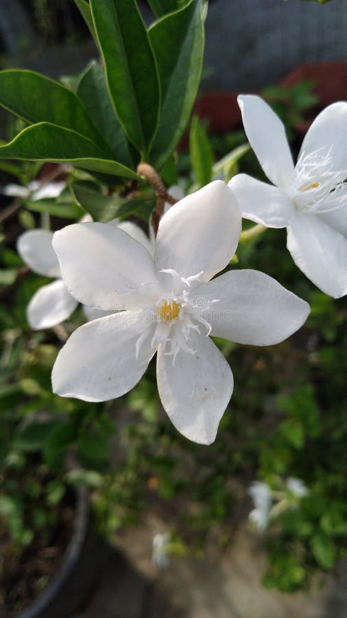 102 Idda Plant Stock Photos - Free & Royalty-Free Stock Photos from ...