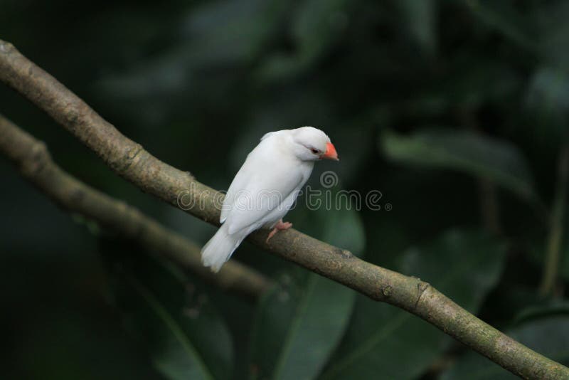 416 White Java Sparrow Stock Photos - Free & Royalty-Free Stock Photos ...