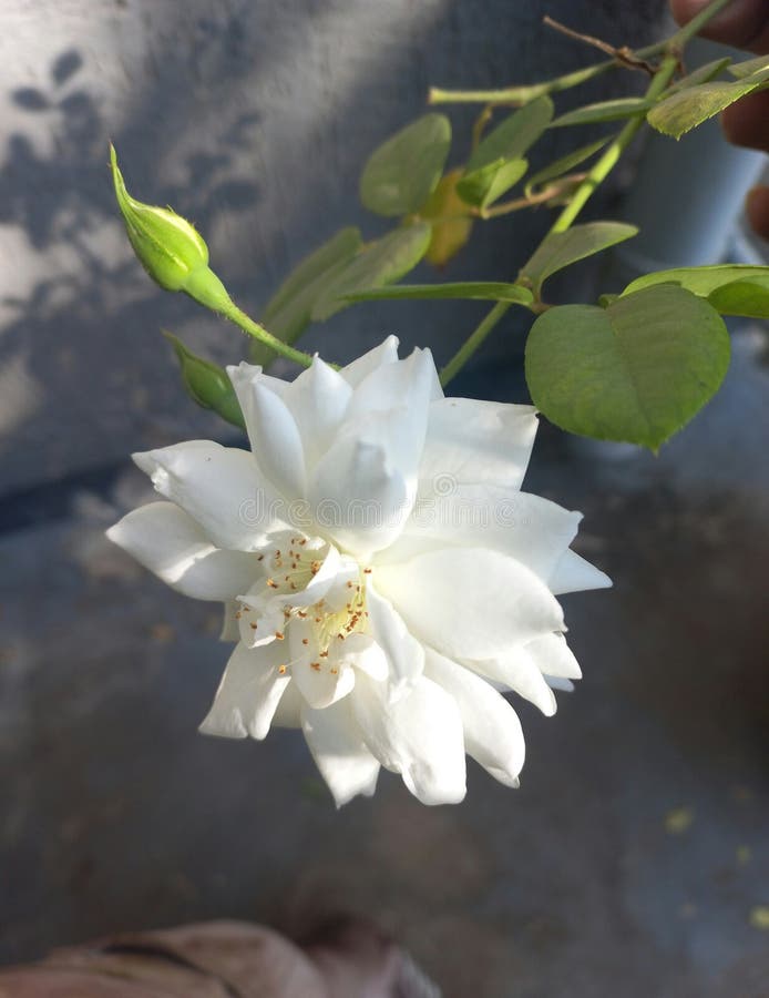 Beautiful White Color Single Rose Flower Stock Photo - Image of white ...