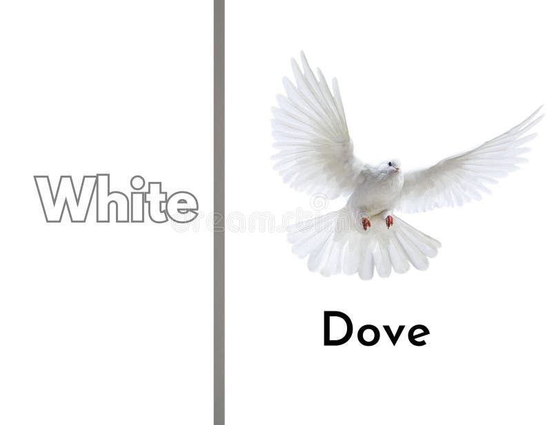 White Color Picture with Example Dove White Color, Kids Learning - 1 ...