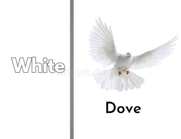 White Color Picture with Example Dove White Color, Kids Learning - 1 ...