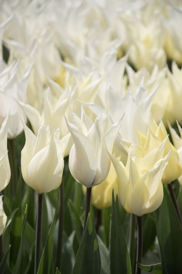 White Color Tulip Flowers in the Garden Stock Photo - Image of flowers ...