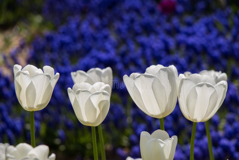 White Color Tulip Flowers in the Garden Stock Image - Image of petal ...