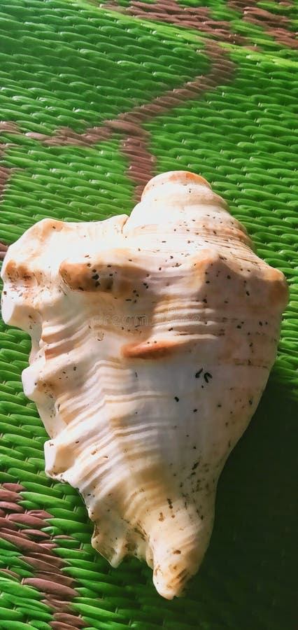 Beautiful Conch on the Beach Stock Image - Image of orange, white ...