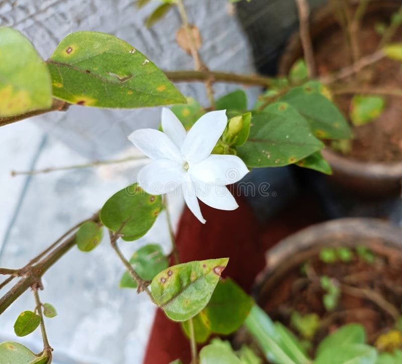 A White Colored Arabian Jasmine Stock Photo - Image of nursery ...