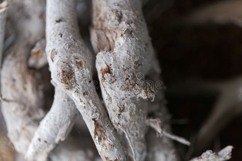White colored branches stock photo. Image of detail - 108627038