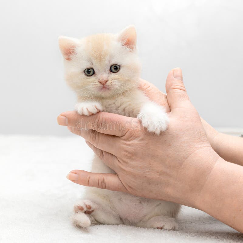 White Colored Kittens Pose in Their Hands Stock Photo - Image of ...
