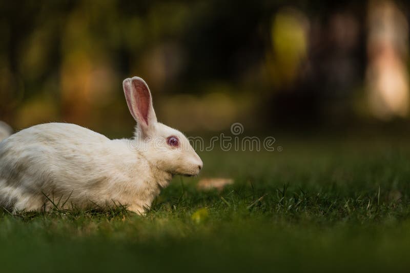 Bunny laying on the field stock photo. Image of orange - 140672634