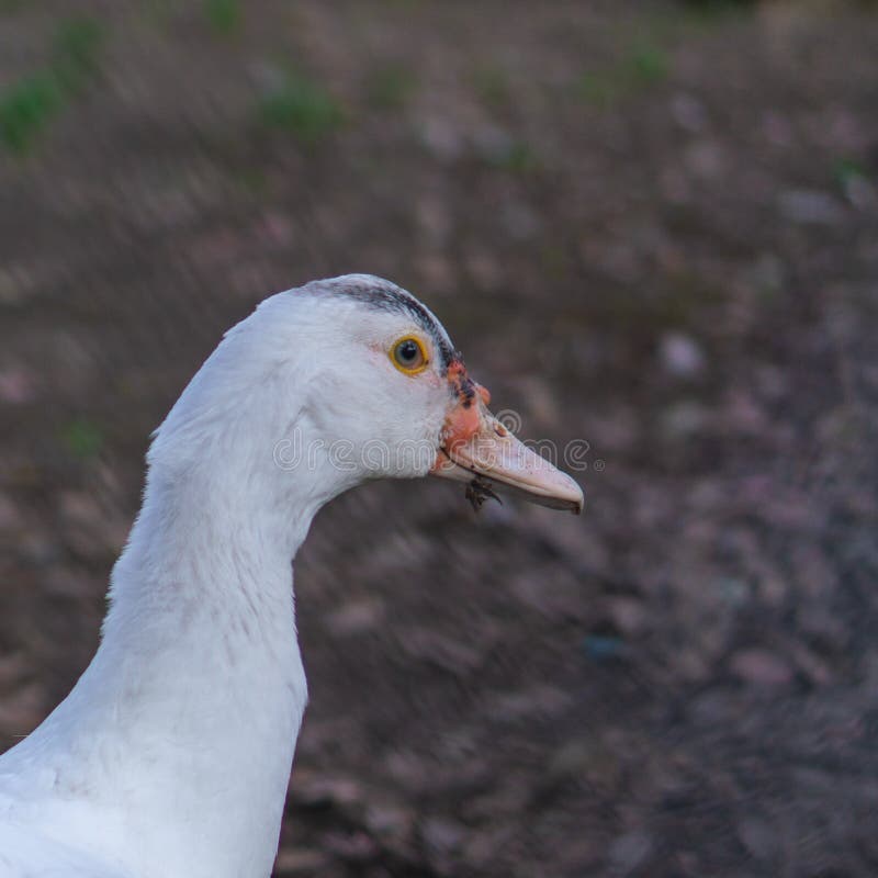 White colored duck head stock photo. Image of animal - 177323072