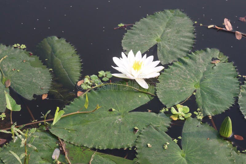 White Colored Lotus Flower on Pond Stock Photo - Image of stalk, lilly ...
