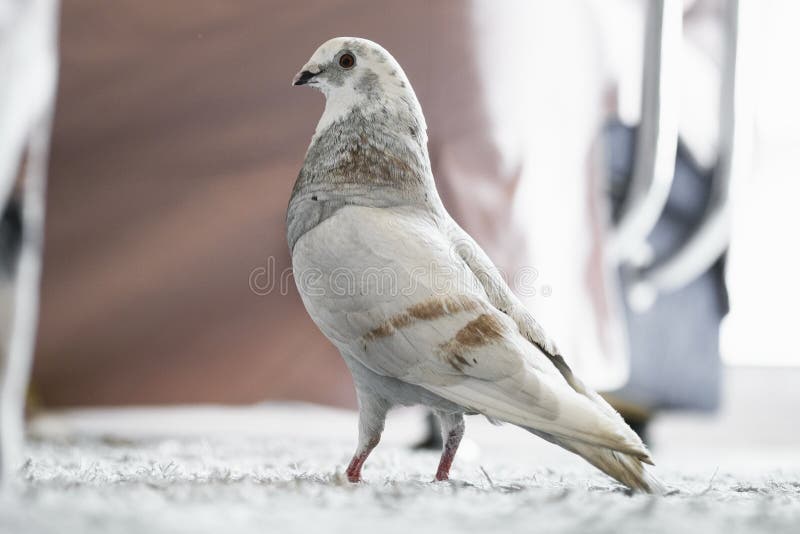 Colored Pigeon with Red Eye Stock Photo - Image of nature, spanish ...