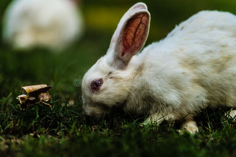White Rabbit eating grass stock image. Image of fear - 105865973
