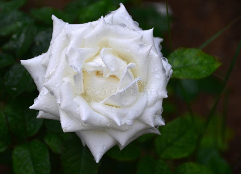 White colored rose stock image. Image of growth, insect - 200190271