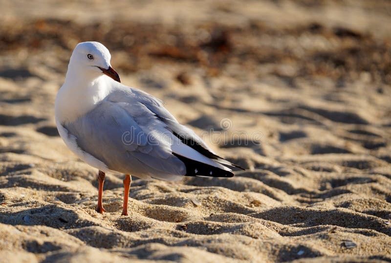 White Colored Seagull Sea Bird Standing on Sand Stock Photo - Image of ...