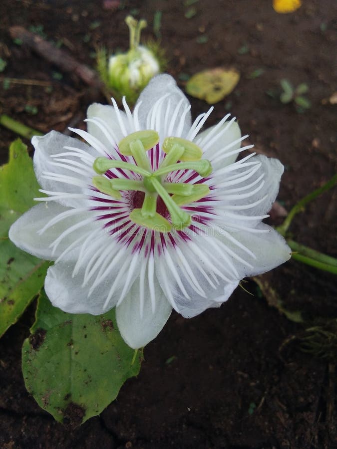 White Colour Flower and it& X27;s Natural Movement Stock Image - Image ...