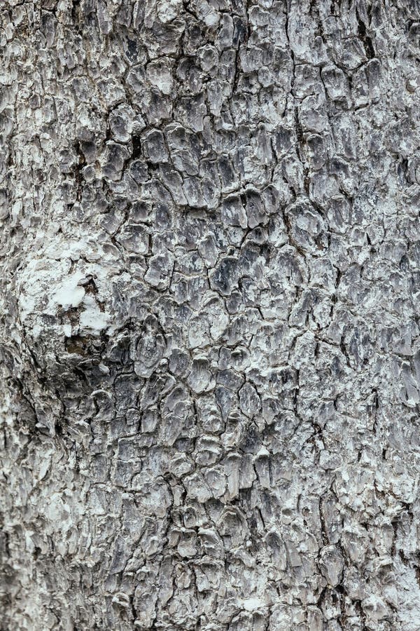 White Colour Painted on Tree Skin Texture in Hanoi, Vietnam Stock Photo ...