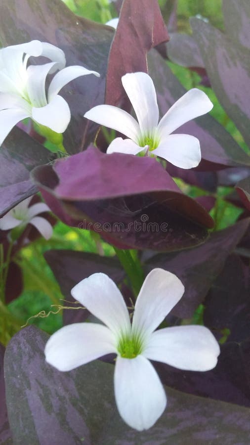 White Colour and Small Flowers Stock Photo - Image of shrub, plant ...
