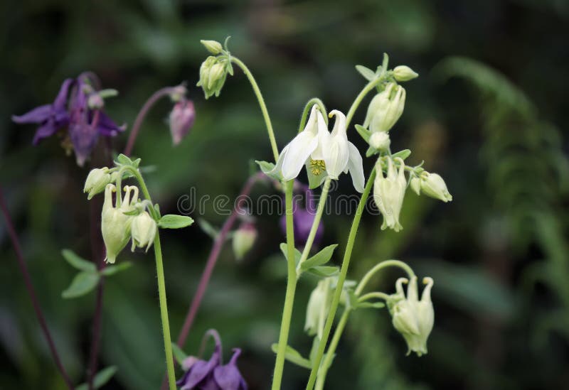White columbine flowers stock photo. Image of buds, depth - 338093260