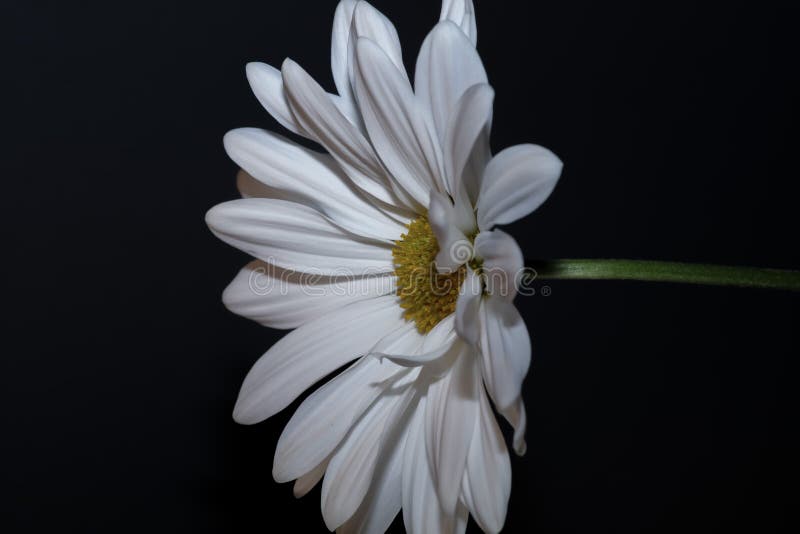 White Common Daisy . Side View Stock Photo - Image of beautiful ...