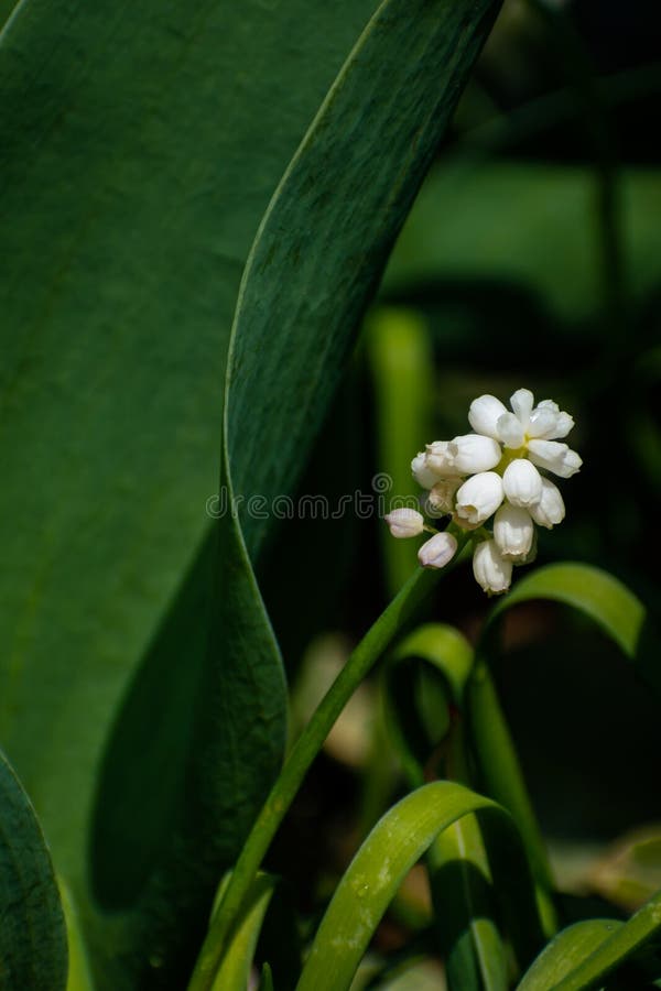 White Common Grape Hyacinth Background Stock Photo - Image of garden ...