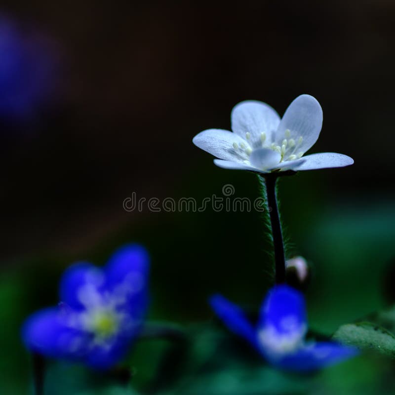 White Common Hepatica stock photo. Image of macro, indigo - 30621658