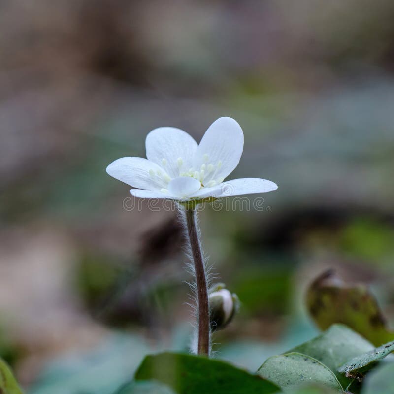 White Common Hepatica stock image. Image of beauty, floral - 30621637