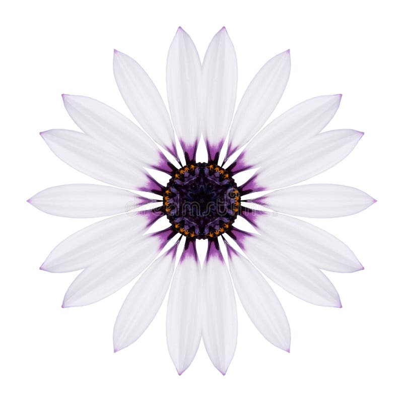 White Concentric Daisy Mandala Flower Isolated on Plain Stock Photo ...