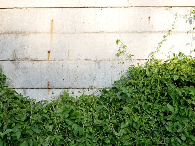 White Concrete Wall with Climbing Tree for Background Stock Image ...