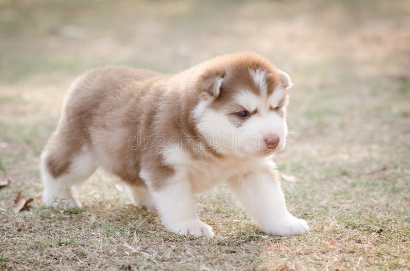 Wall Background, Abstract or Texture. Stock Photo - Image of grey, dirt ...