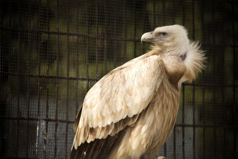 White Condor stock image. Image of white, beautiful, condor - 4422719