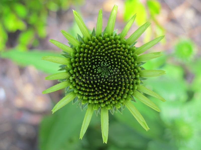 White Coneflower Bud with Green Leaves, Horizontal Stock Photo - Image ...