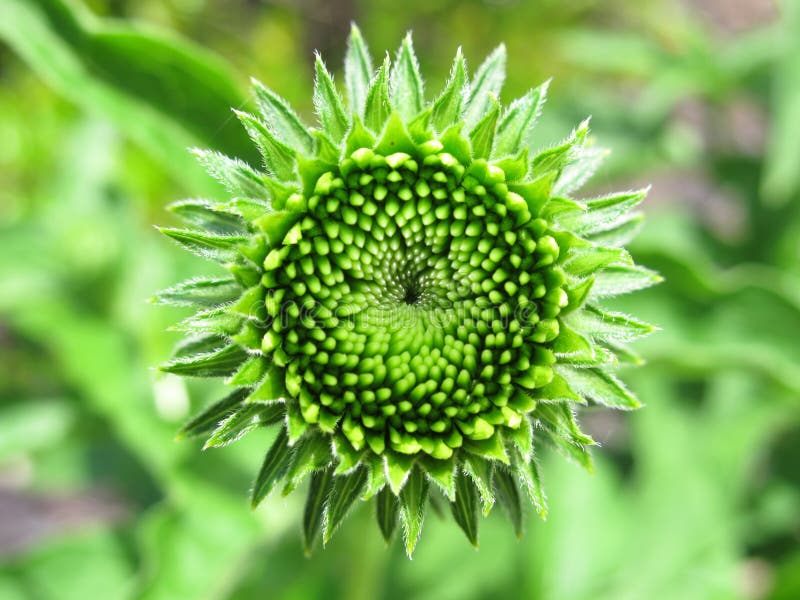 White Coneflower Bud with Green Leaves #2, Horizontal Stock Image ...