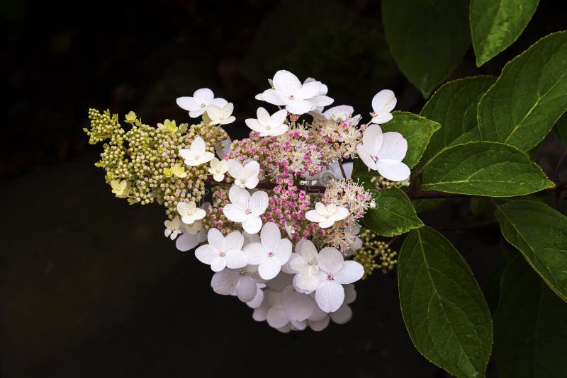 White Conical Hydrangea Flower. Stock Image - Image of grandiflora ...