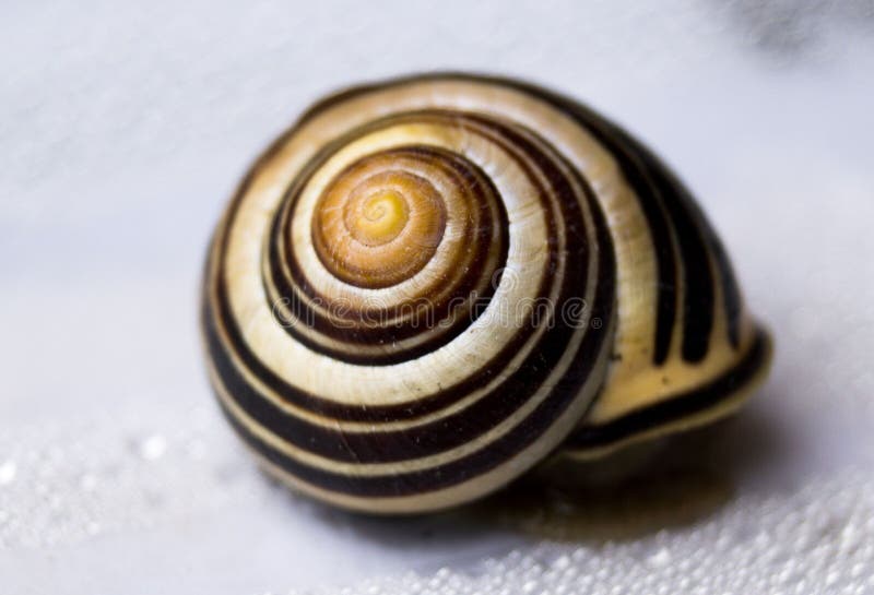 Achydratheric Shell Stock Photos - Free & Royalty-Free Stock Photos ...