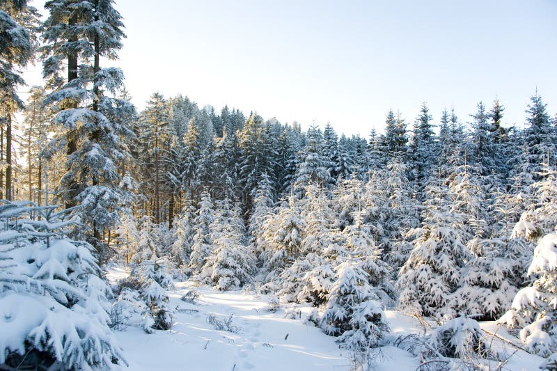 White conifers stock photo. Image of snow, winter, tree - 17853056