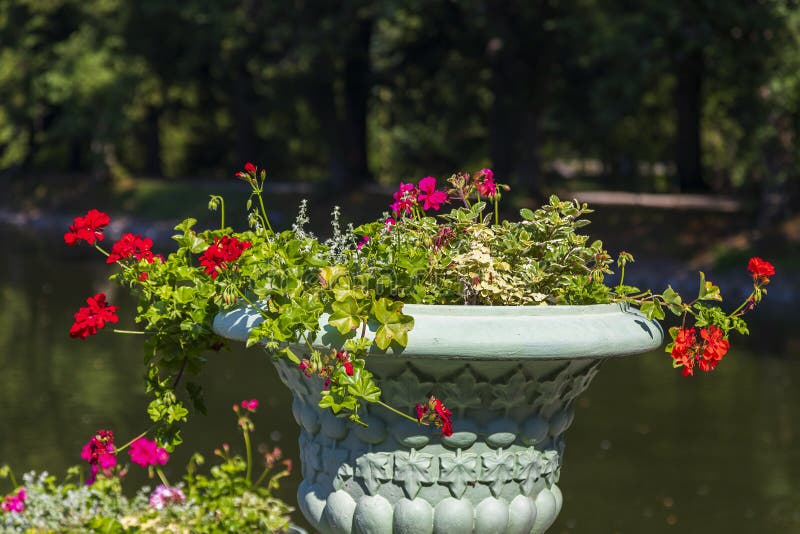 White Container for Flowers in Which Geraniums are Set Stock Image ...