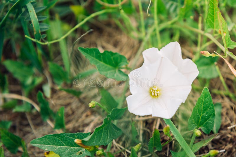 White Convolvulus sabatius stock photo. Image of bloom - 120191738